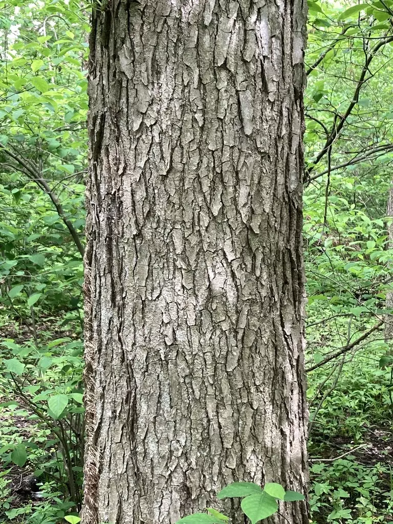 Gymnocladus dioicus - Deciduous,Hardwood,Shade Tree - Kentucky Coffee ...
