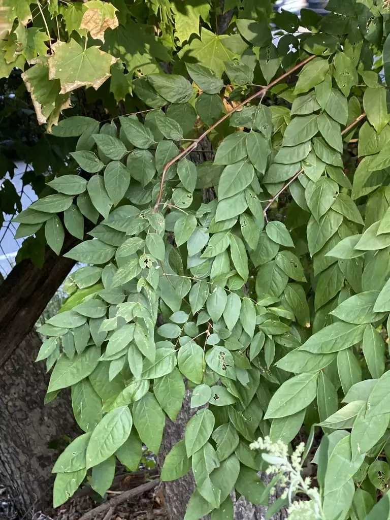 Gymnocladus dioicus - Deciduous,Hardwood,Shade Tree - Kentucky Coffee ...