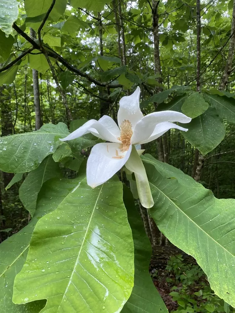 Magnolia macrophylla - Flowering Tree,Medicinal Herbs - Bigleaf Magnolia