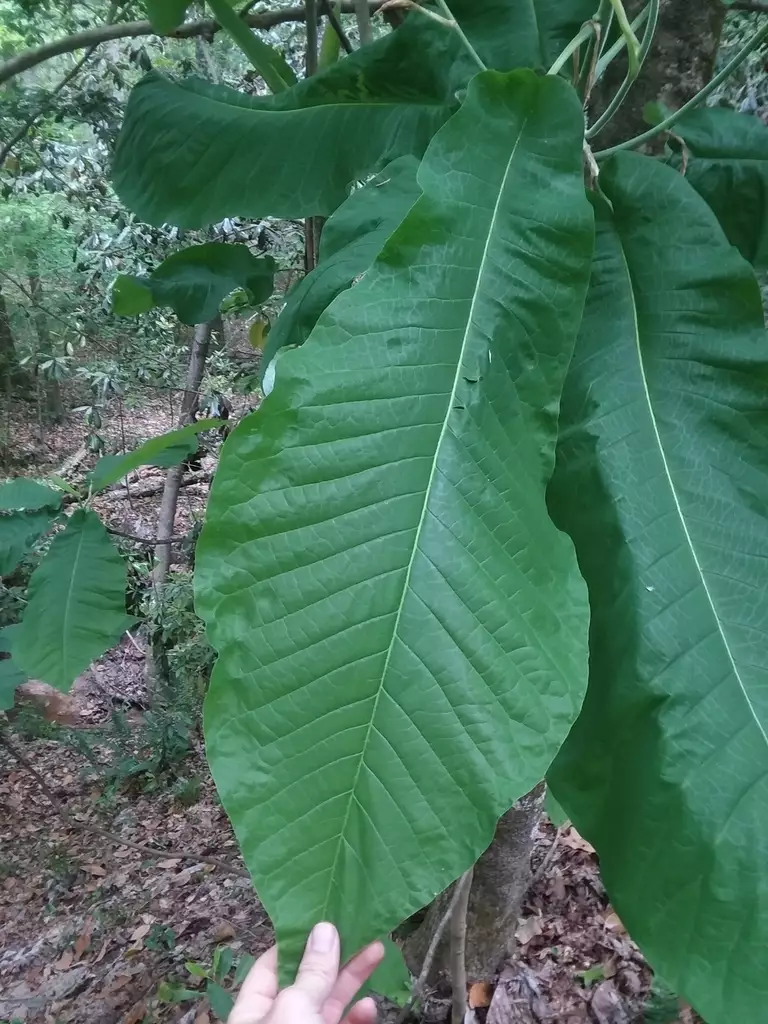 Magnolia macrophylla - Flowering Tree,Medicinal Herbs - Bigleaf Magnolia