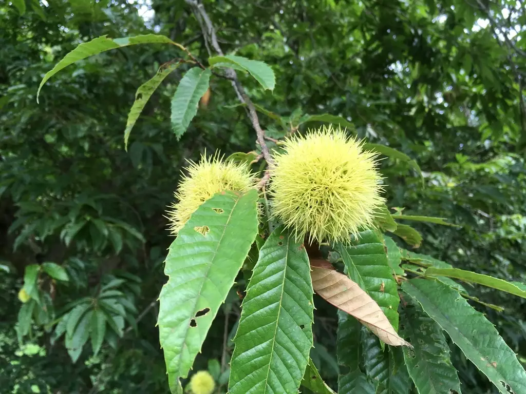 Castanea sp 'Colossal' - Deciduous,Edible Fruit/Nuts,Fruits,Tree,Web ...