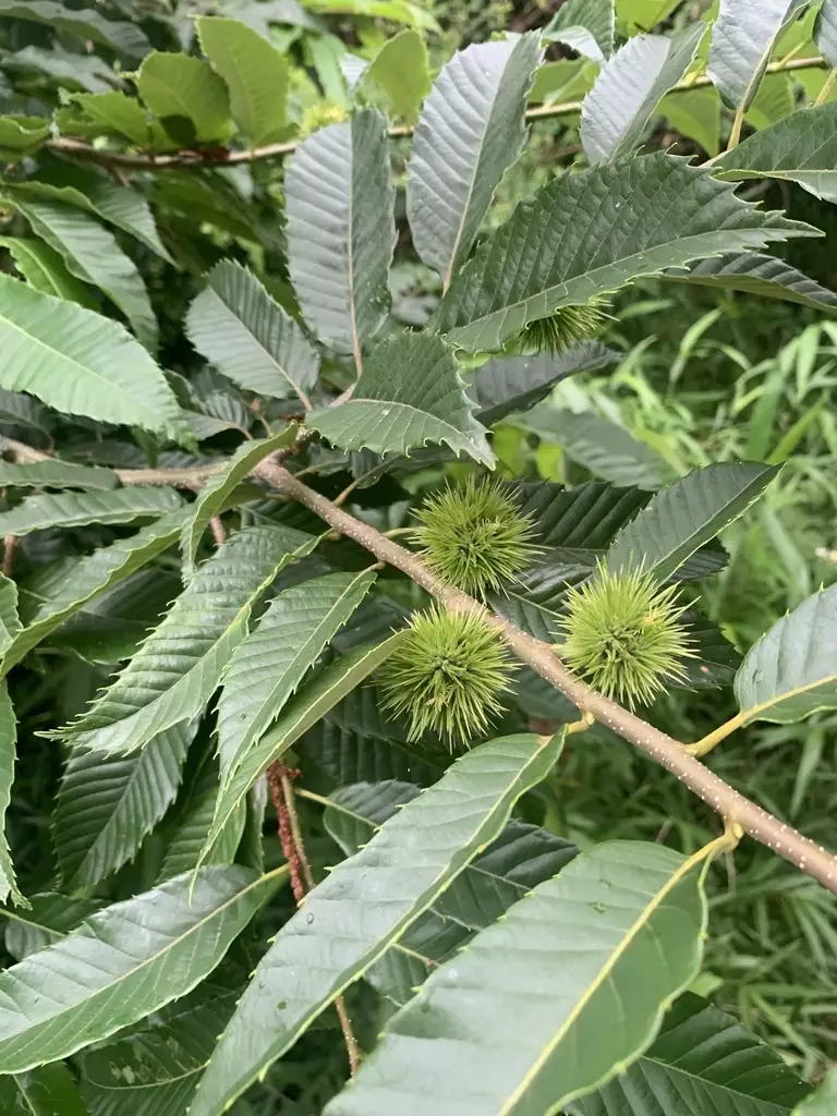 Castanea sp 'Colossal' - Deciduous,Edible Fruit/Nuts,Fruits,Tree,Web ...