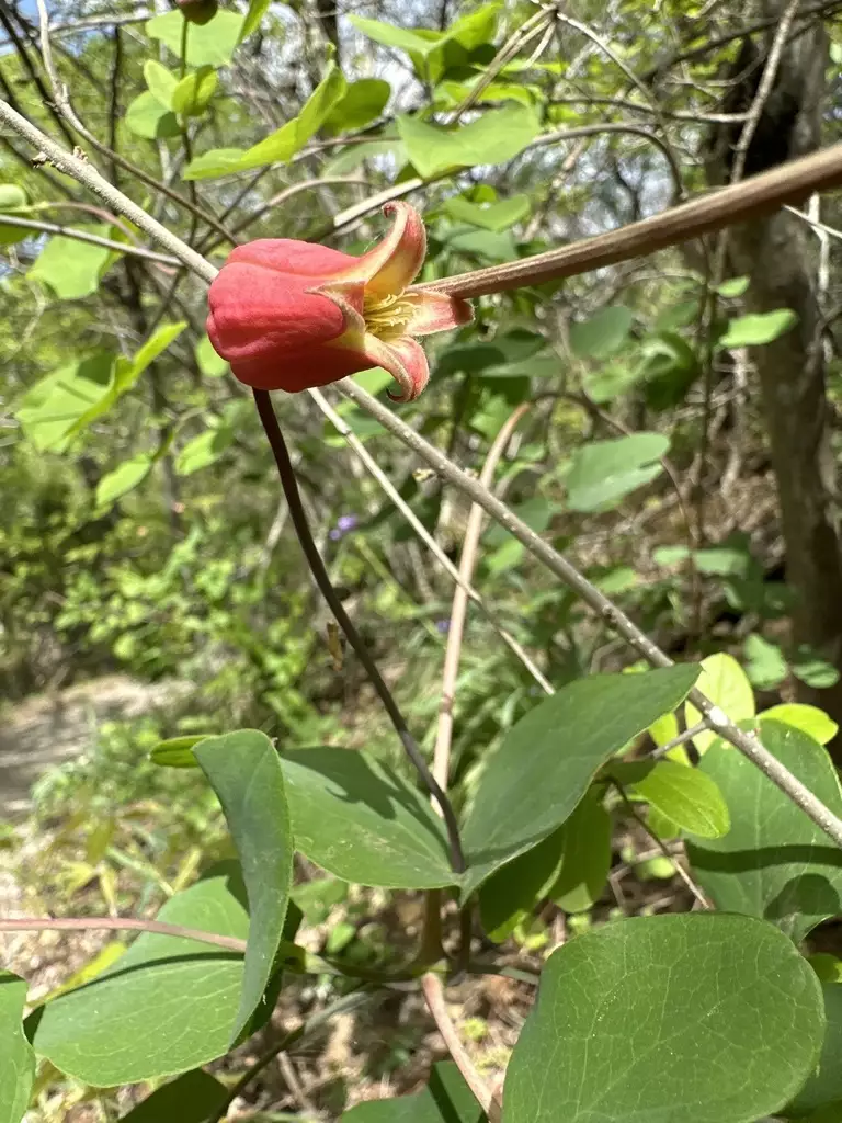 Clematis texensis - Vine - Scarlet Clematis, Scarlet Leather Flower