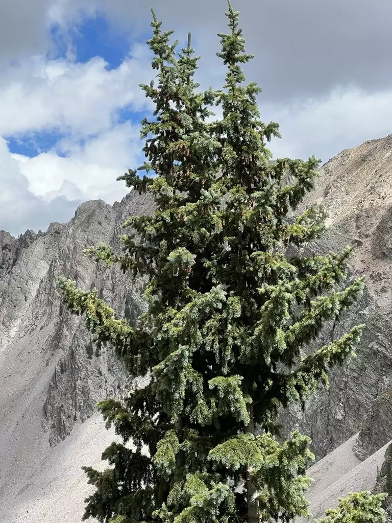 Picea engelmannii - Common Bonsai,Conifer - Engelmann Spruce, Mountain ...