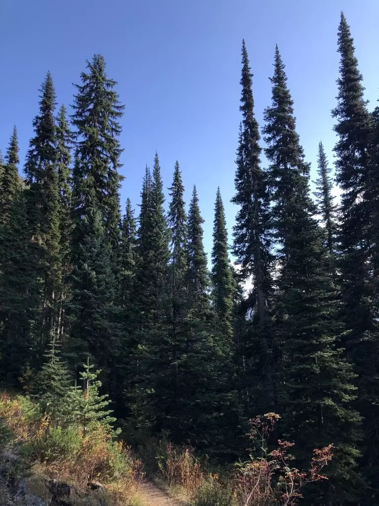 Picea engelmannii - Common Bonsai,Conifer - Engelmann Spruce, Mountain ...