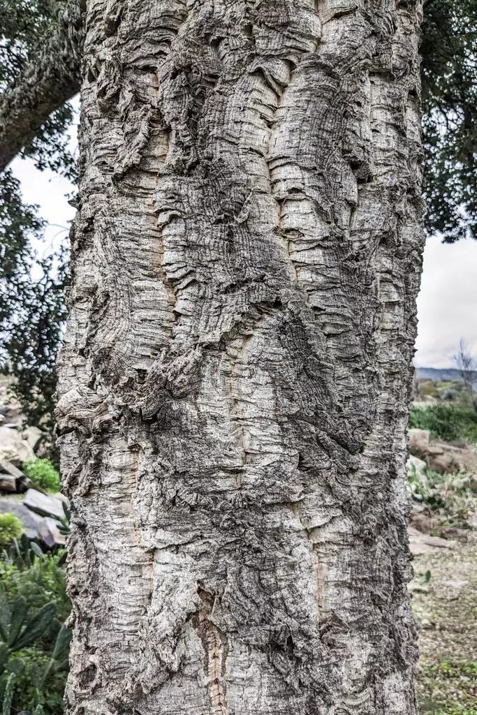 Quercus suber - Hardwood - Cork Oak