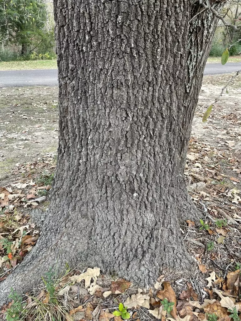Quercus pagoda - Hardwood - Cherrybark Oak