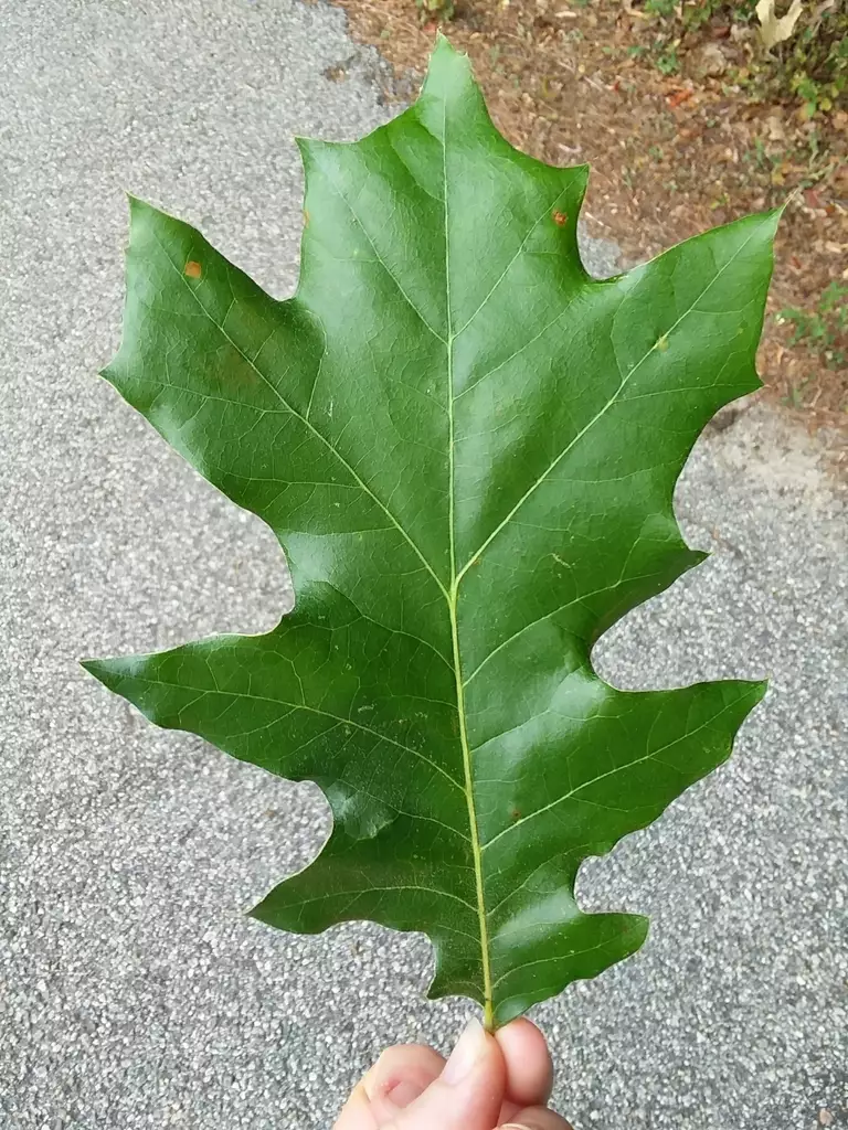 Quercus pagoda - Hardwood - Cherrybark Oak