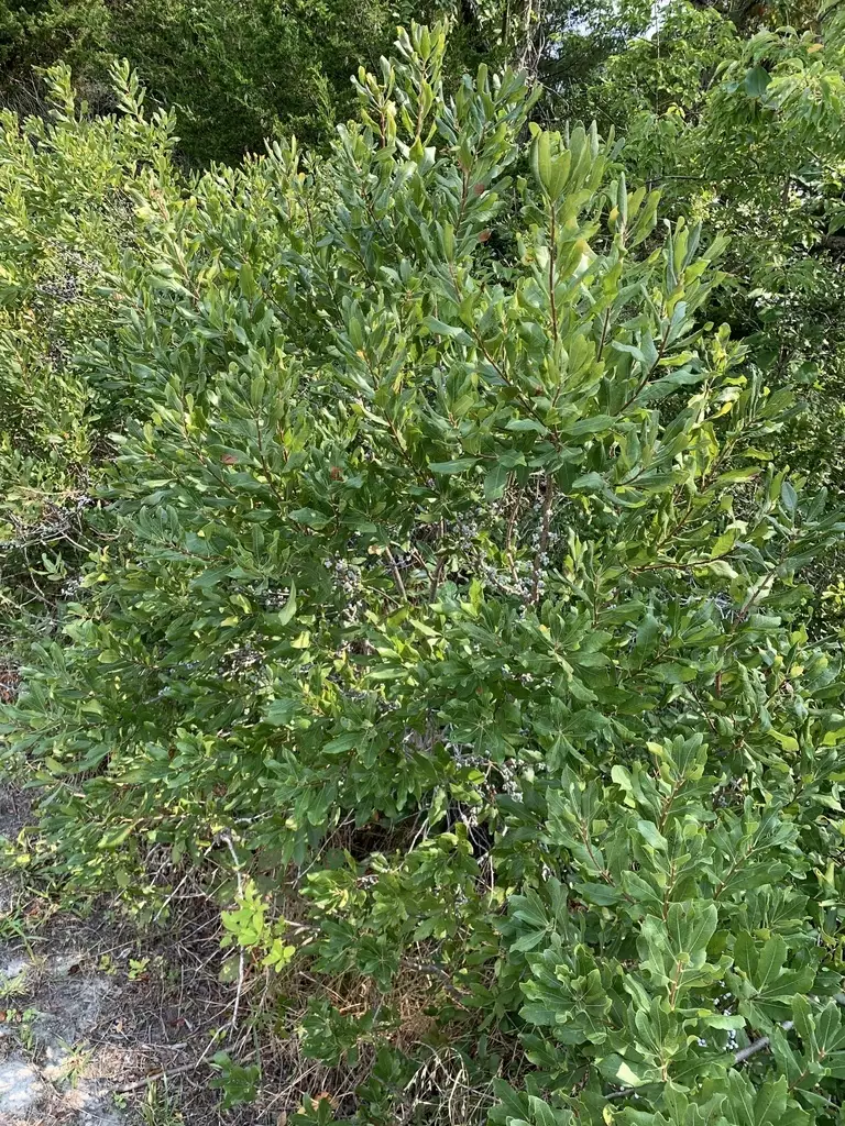 Myrica pensylvanica - with wax - Shrub - Bayberry, Northern Bayberry