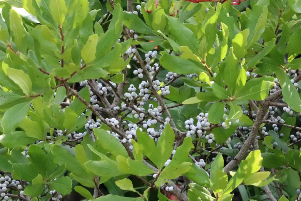 Myrica pensylvanica clean seed - Shrub,Shrub and Vine Seeds,Web page ...