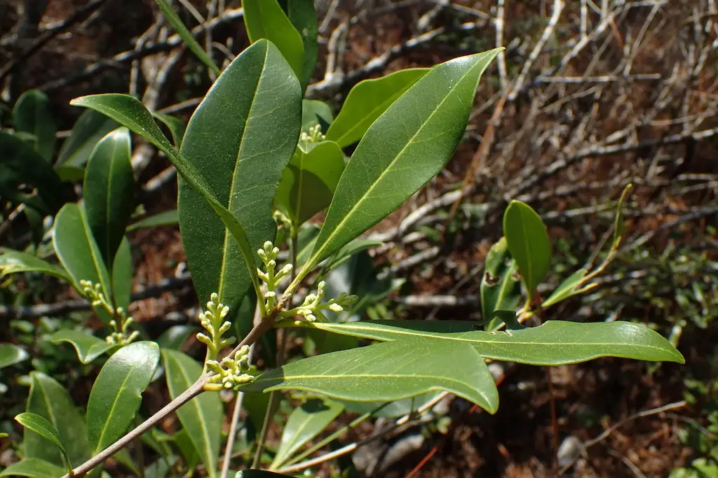 Osmanthus americanus - Shrub,Web page Navigation - Devilwood