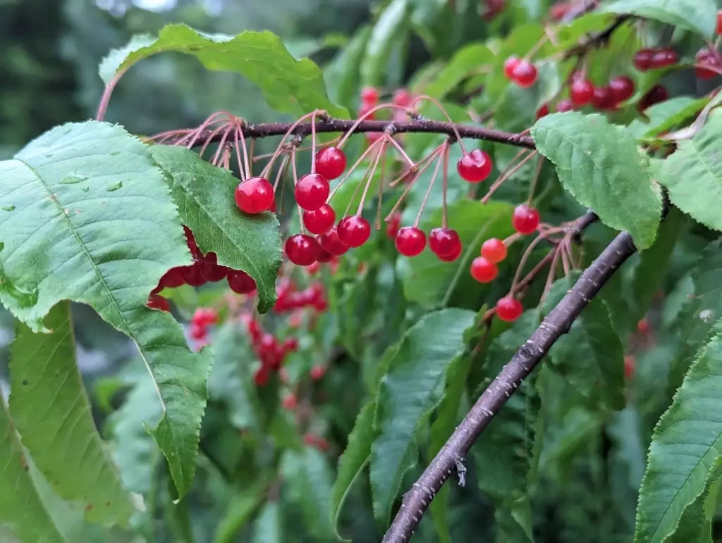 Prunus pensylvanica - Deciduous,Medicinal Herbs - Fire Cherry, Pin Cherry