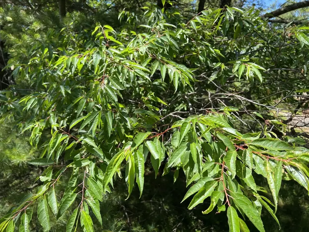 Prunus pensylvanica - Deciduous,Medicinal Herbs - Fire Cherry, Pin Cherry