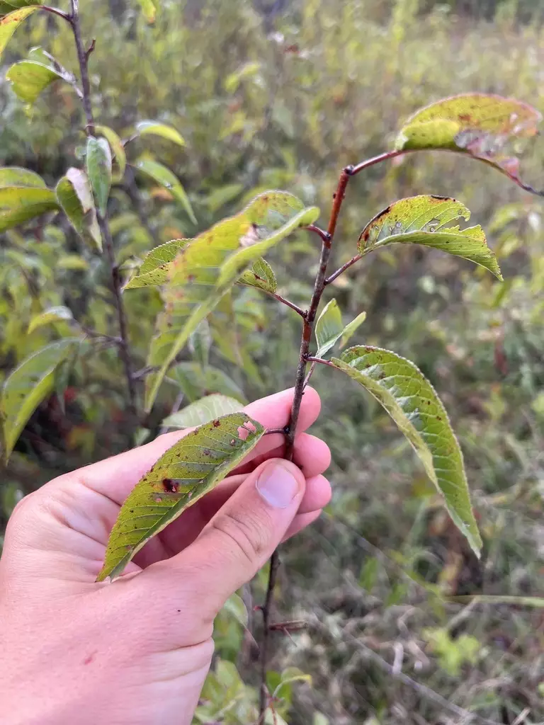 Prunus hortulana - Web page Navigation - Hortulan Plum, Wild Goose Plum