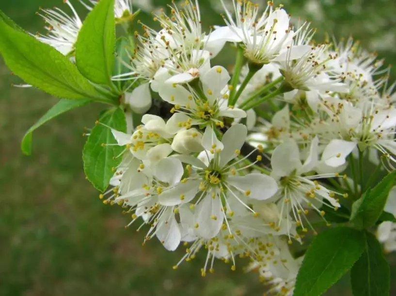 Prunus hortulana - Web page Navigation - Hortulan Plum, Wild Goose Plum