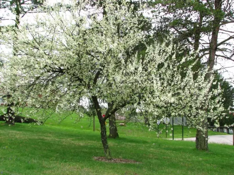 Prunus hortulana - Web page Navigation - Hortulan Plum, Wild Goose Plum