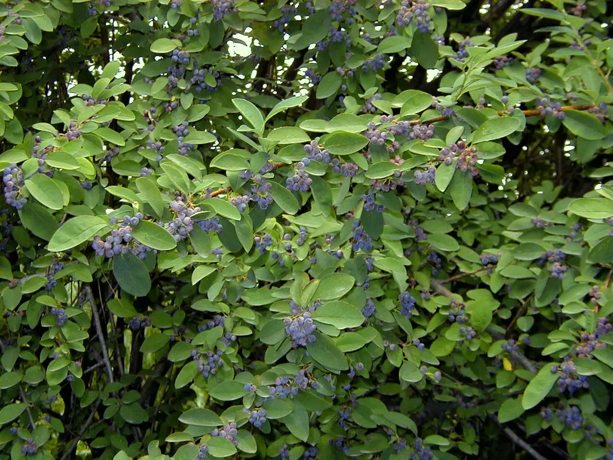 Cotoneaster acutifolius - Shrub - Peking Cotoneaster
