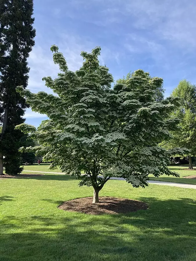 Cornus kousa - Common Bonsai,Deciduous,Flowering Tree,Ornamental Fruit ...
