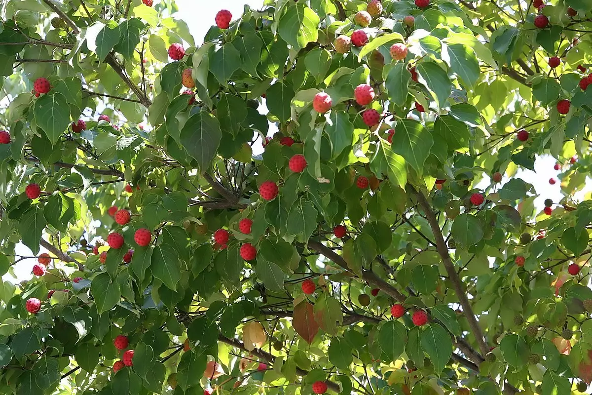 Cornus kousa - Common Bonsai,Deciduous,Flowering Tree,Ornamental Fruit ...