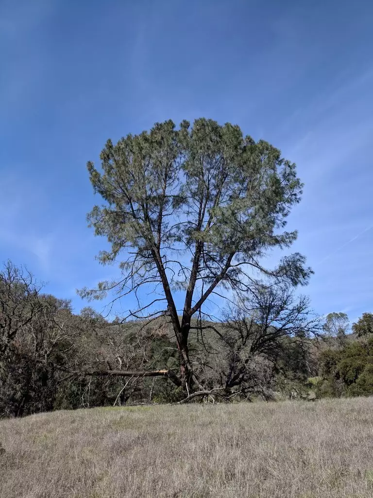 Pinus sabiniana - Conifer - Bull Pine, California Foothill Pine, Digger ...