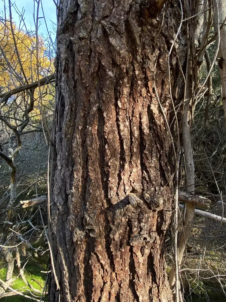 Pinus sabiniana - Conifer - Bull Pine, California Foothill Pine, Digger ...