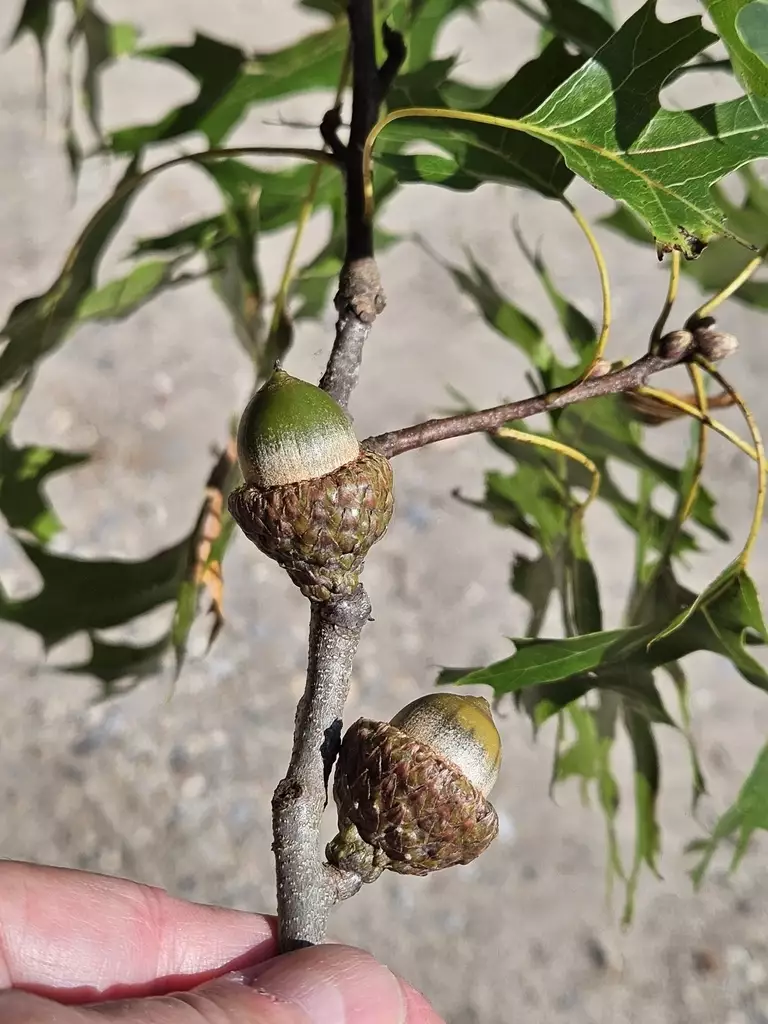 Quercus coccinea - Deciduous,Hardwood,Medicinal Herbs - Scarlet Oak