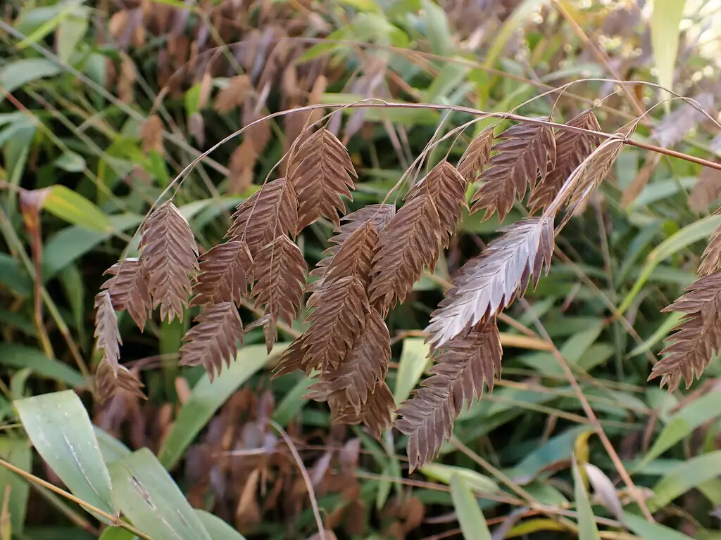 Sheffield's Seed Company