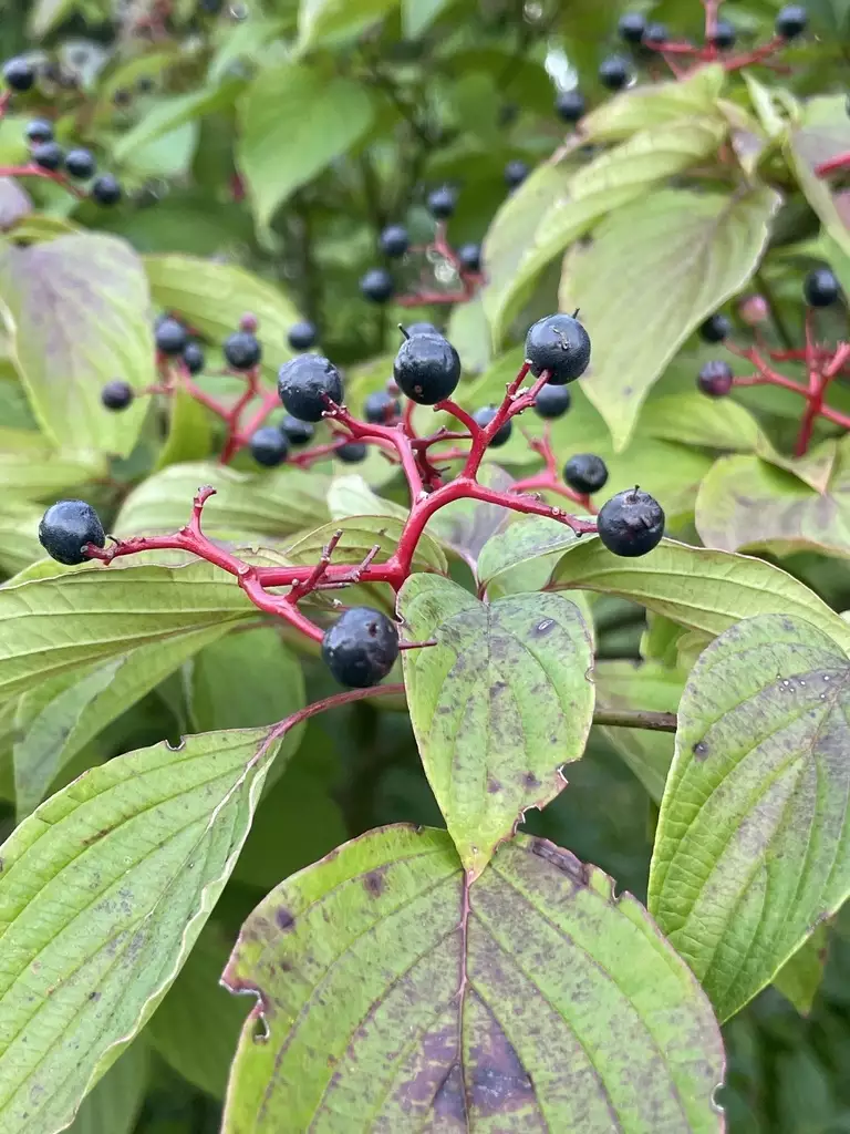 Cornus alternifolia - Flowering Tree - Alternate-leaved Dogwood ...