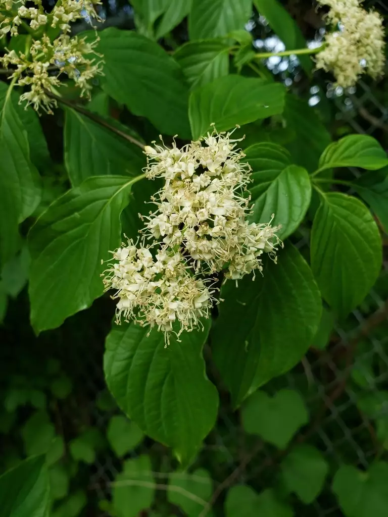 Cornus alternifolia - Flowering Tree - Alternate-leaved Dogwood ...