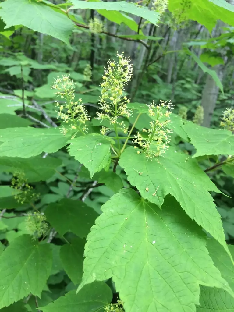 Acer spicatum - Hardwood - Moosewood, Mountain Maple