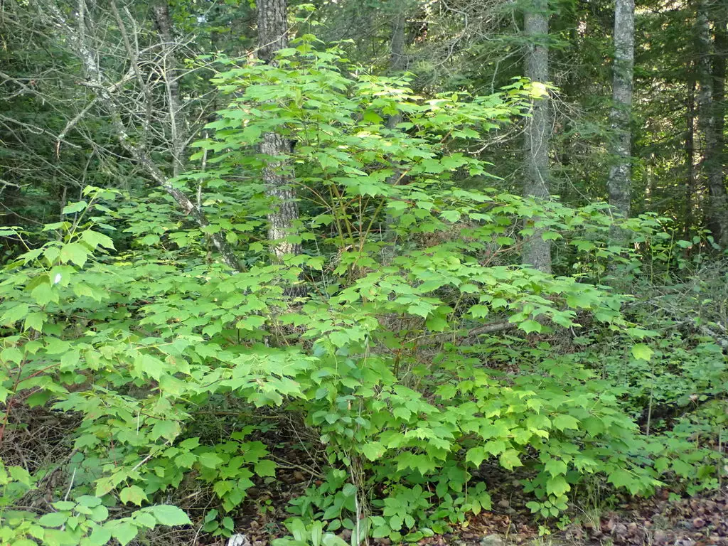 Acer spicatum - Hardwood - Moosewood, Mountain Maple
