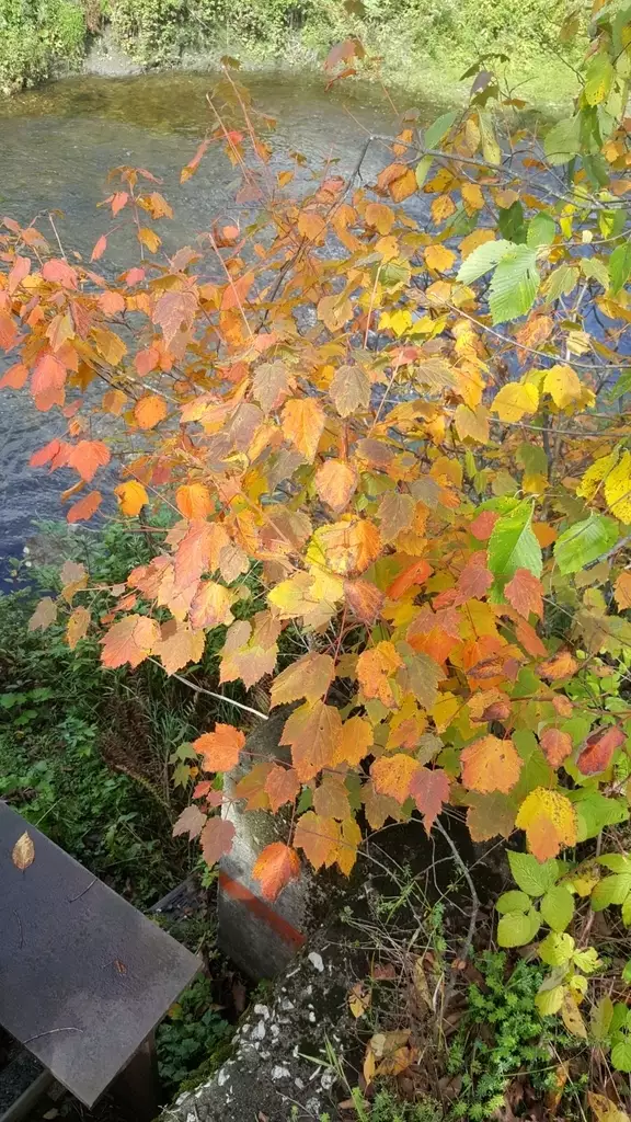 Acer spicatum - Hardwood - Moosewood, Mountain Maple