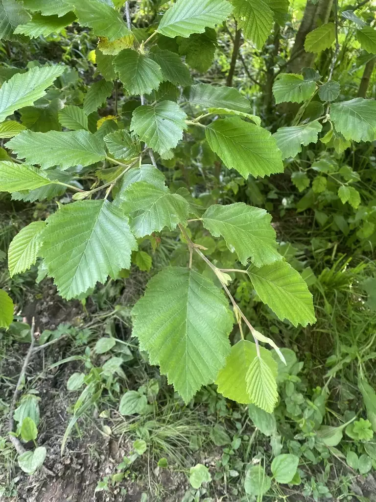 Alnus incana - Deciduous - Gray Alder, Grey Alder, Hoary Alder ...