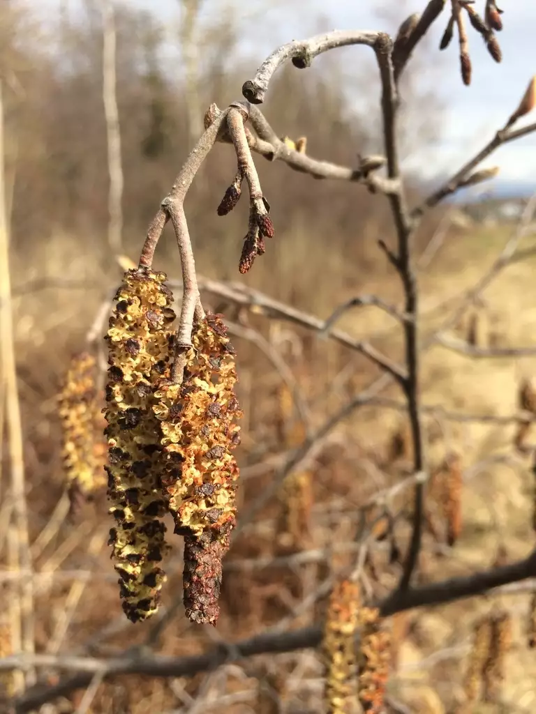 Alnus incana ssp. rugosa - Shrub - Hazel Alder, Smooth Alder, Speckled ...