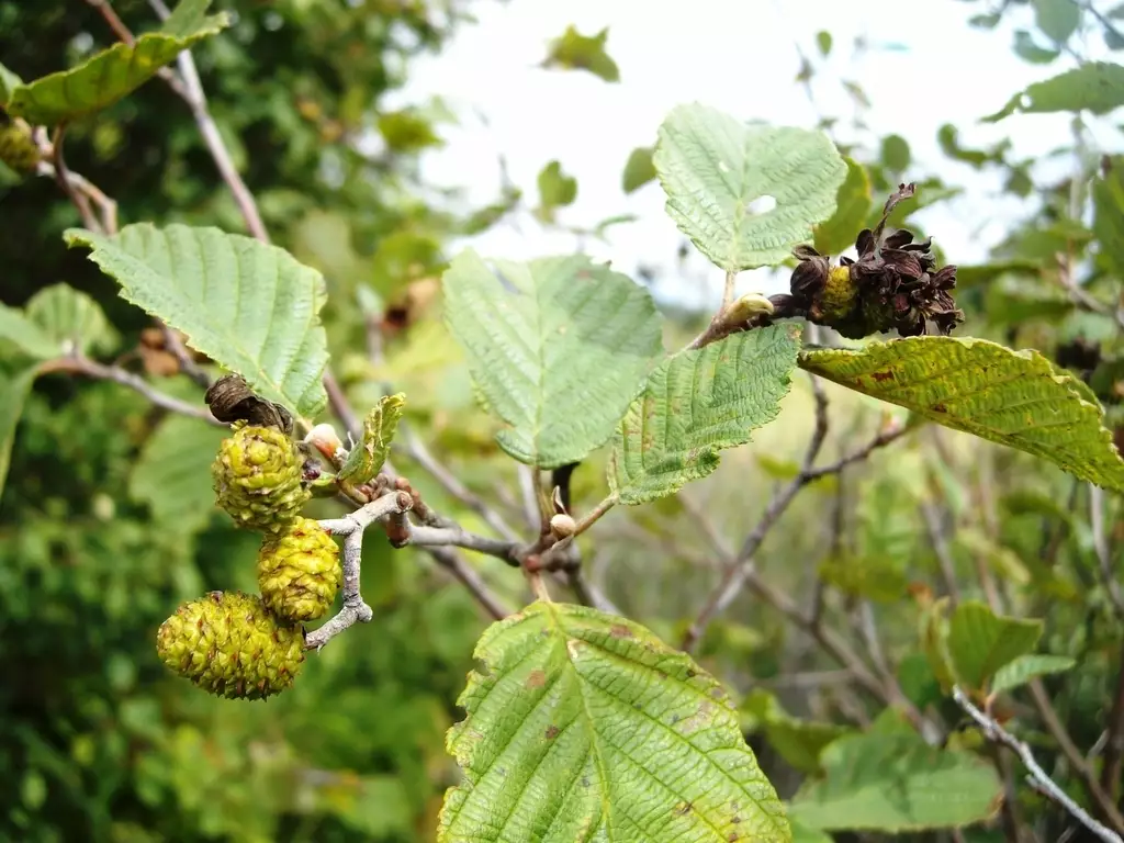 Alnus incana ssp. rugosa - Shrub - Hazel Alder, Smooth Alder, Speckled ...