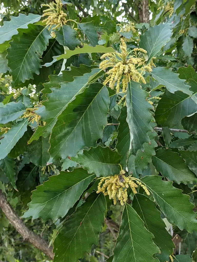 Quercus muehlenbergii - Hardwood - Chinkapin Oak, Chinquapin Oak