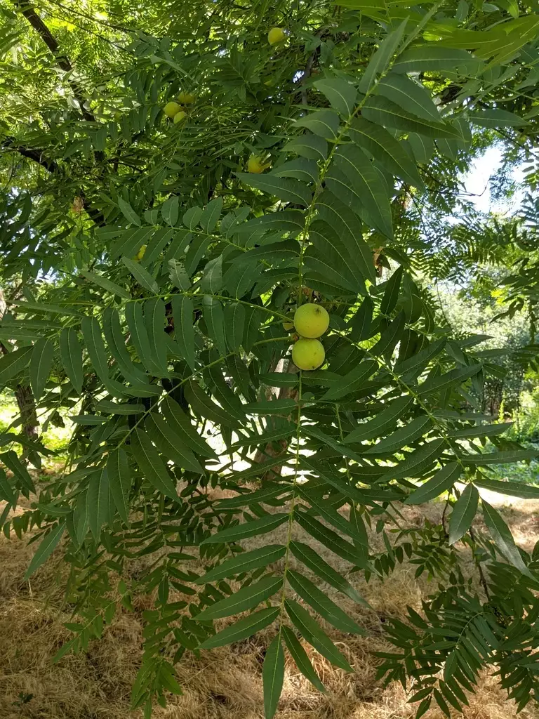Juglans hindsii - Edible Fruit/Nuts,Fruits - Claro Walnut, Hinds Black ...