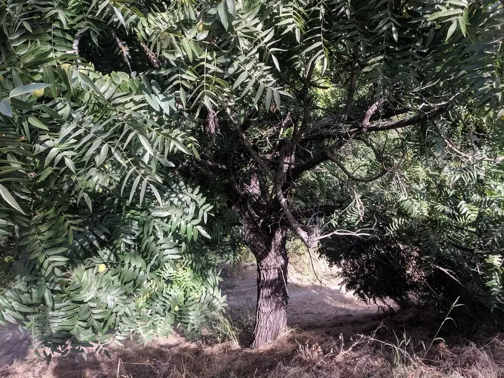 Juglans hindsii - Edible Fruit/Nuts,Fruits - Claro Walnut, Hinds Black ...