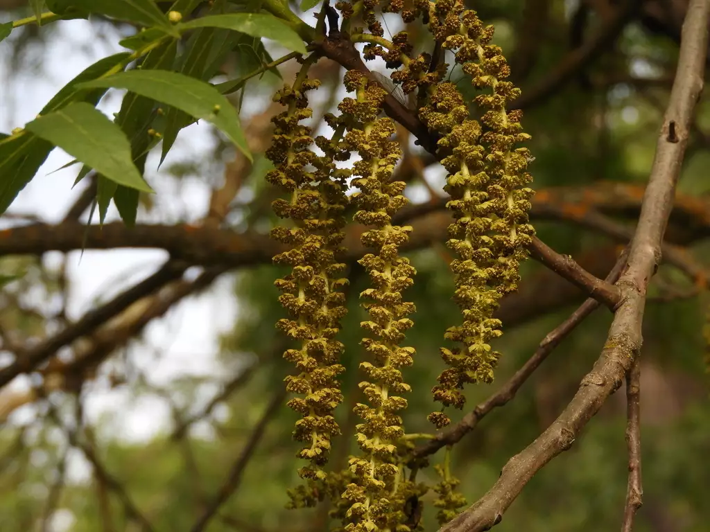Juglans hindsii - Edible Fruit/Nuts,Fruits - Claro Walnut, Hinds Black ...