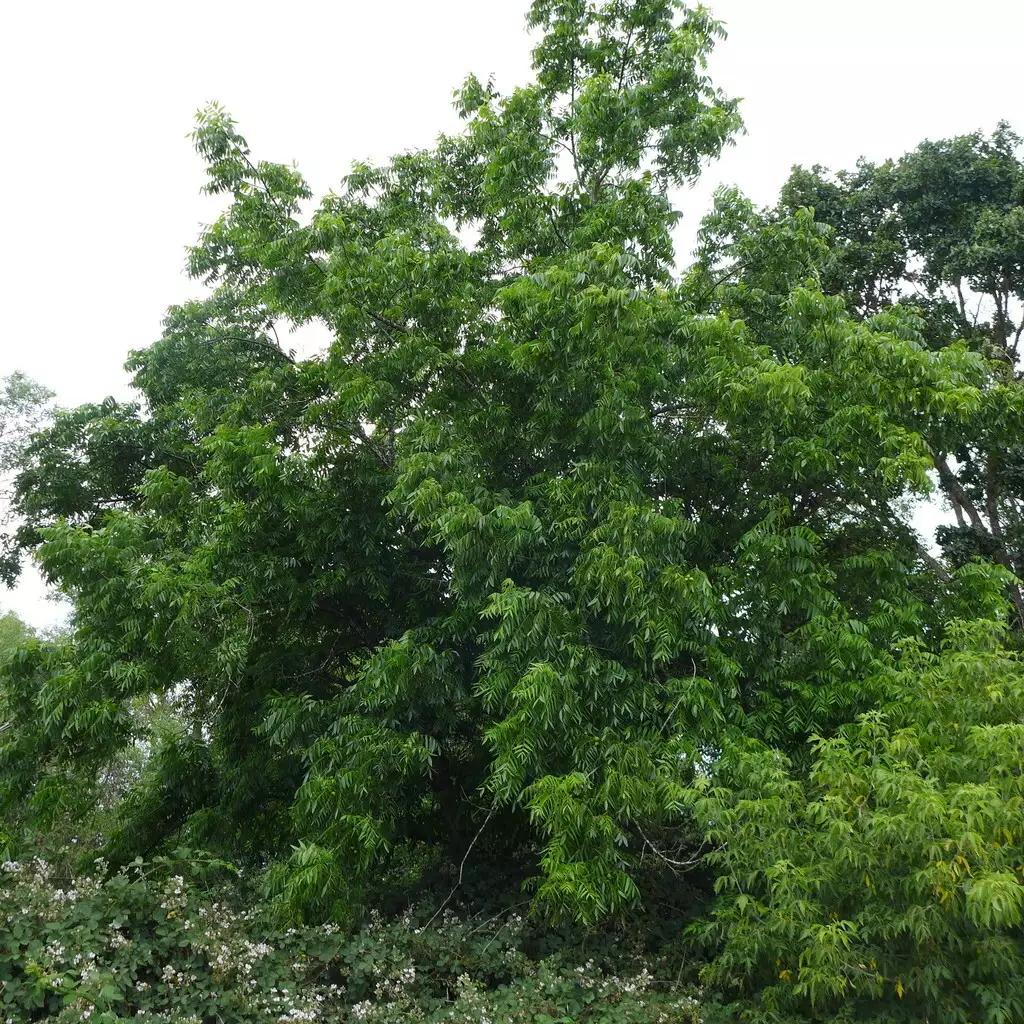 Juglans hindsii - Edible Fruit/Nuts,Fruits - Claro Walnut, Hinds Black ...