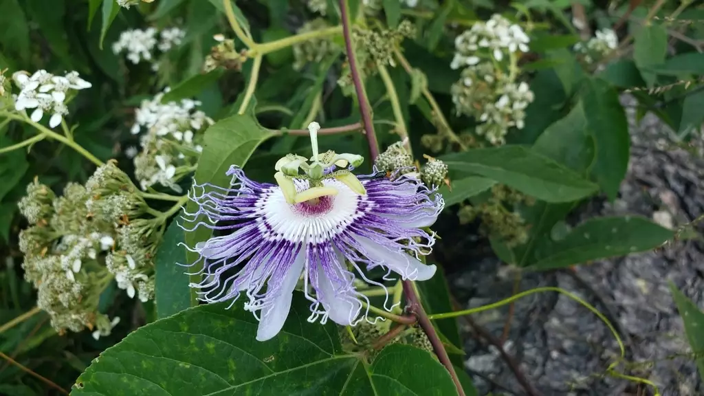 Passiflora incarnata - Medicinal Herbs,Tropical,Vine,Wildflowers ...