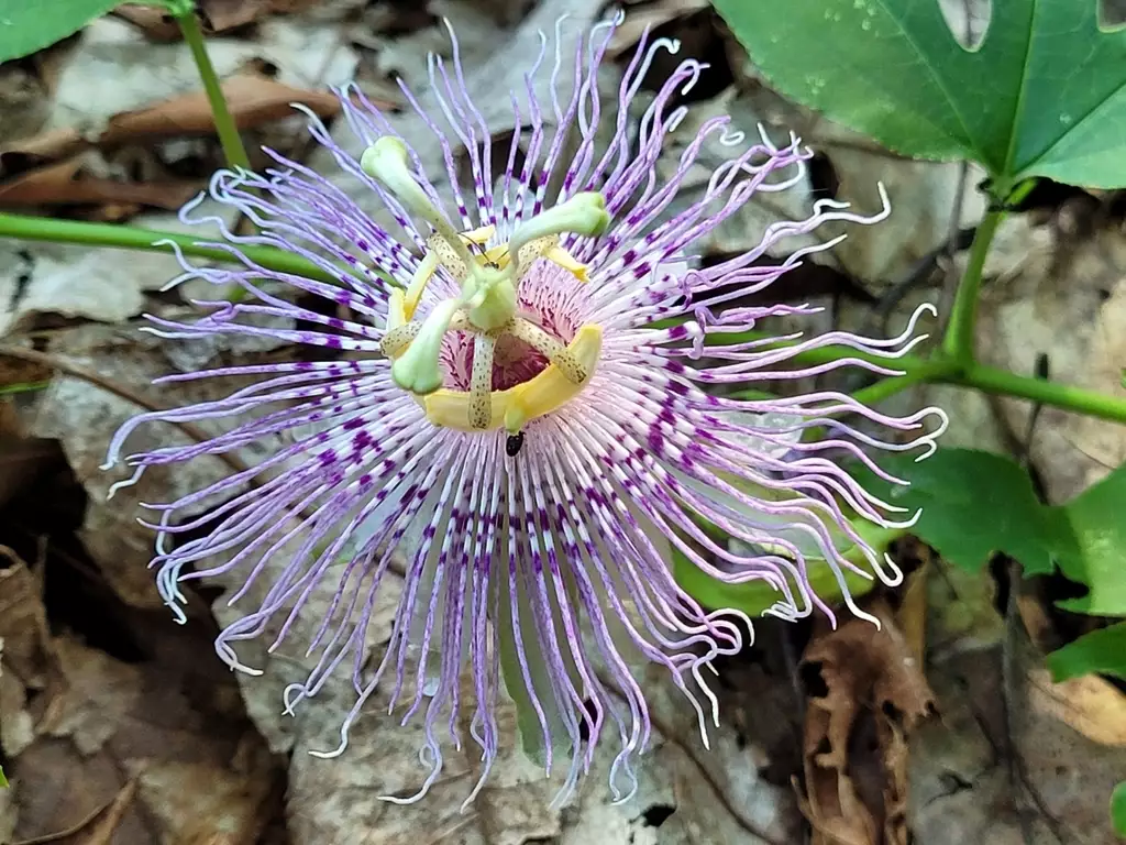Passiflora incarnata - Medicinal Herbs,Tropical,Vine,Wildflowers ...