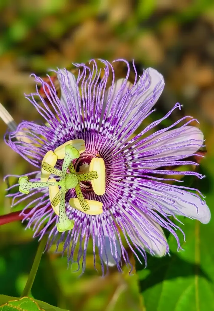 Passiflora incarnata - Medicinal Herbs,Tropical,Vine,Wildflowers ...