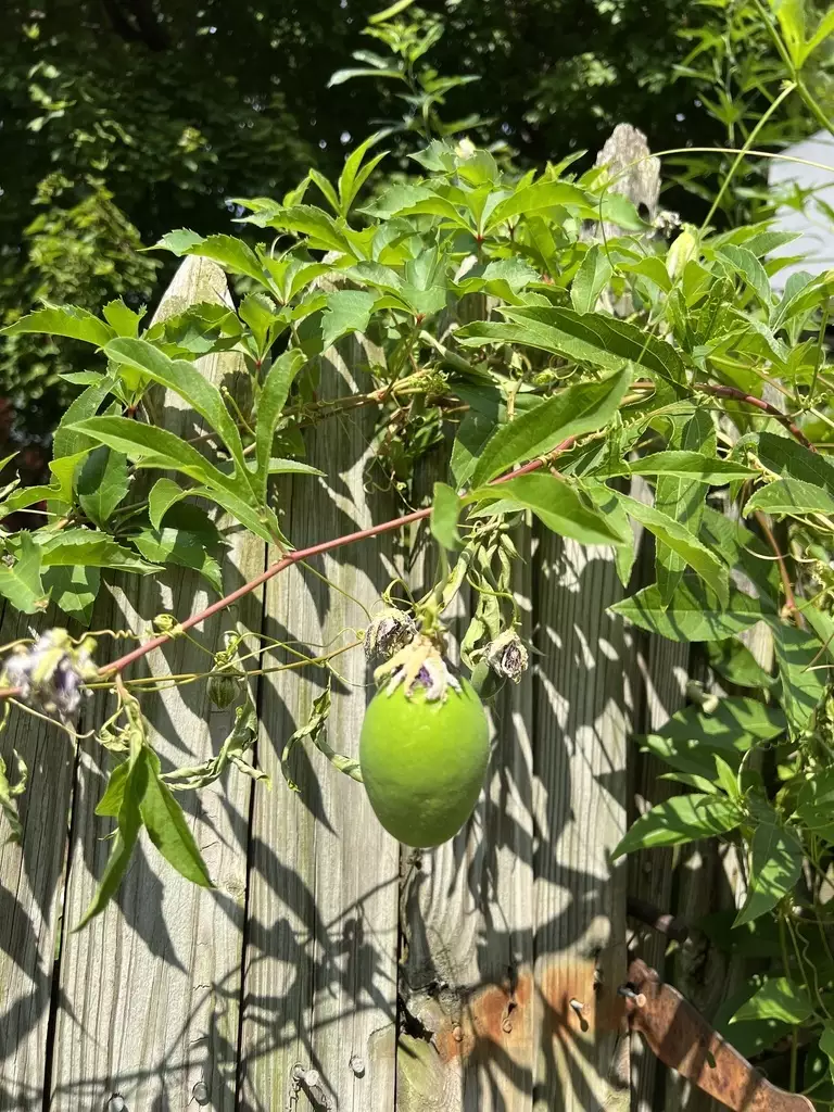 Passiflora incarnata - Medicinal Herbs,Tropical,Vine,Wildflowers ...