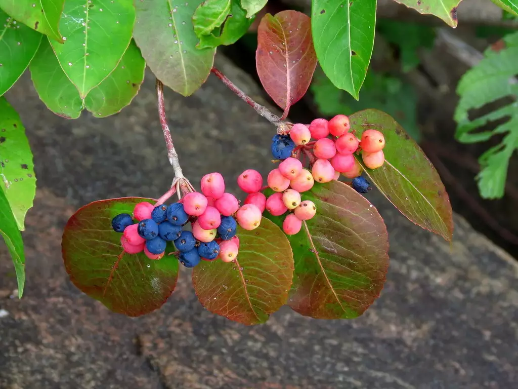 Viburnum cassinoides clean seed - Shrub - Possumhaw, Wild Raisin, Withe Rod