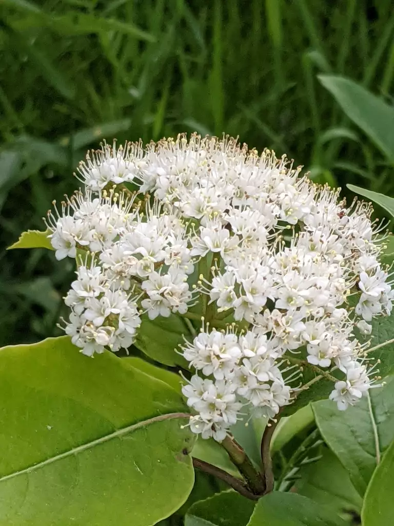Viburnum cassinoides clean seed - Shrub - Possumhaw, Wild Raisin, Withe Rod