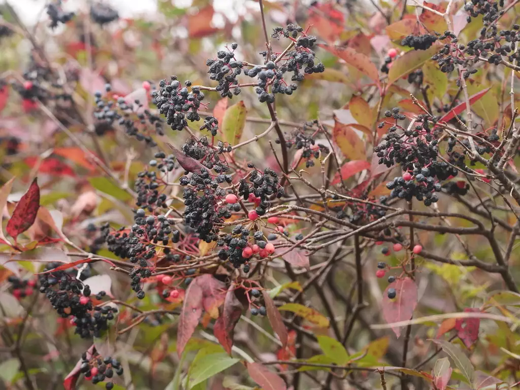 Viburnum cassinoides clean seed - Shrub - Possumhaw, Wild Raisin, Withe Rod