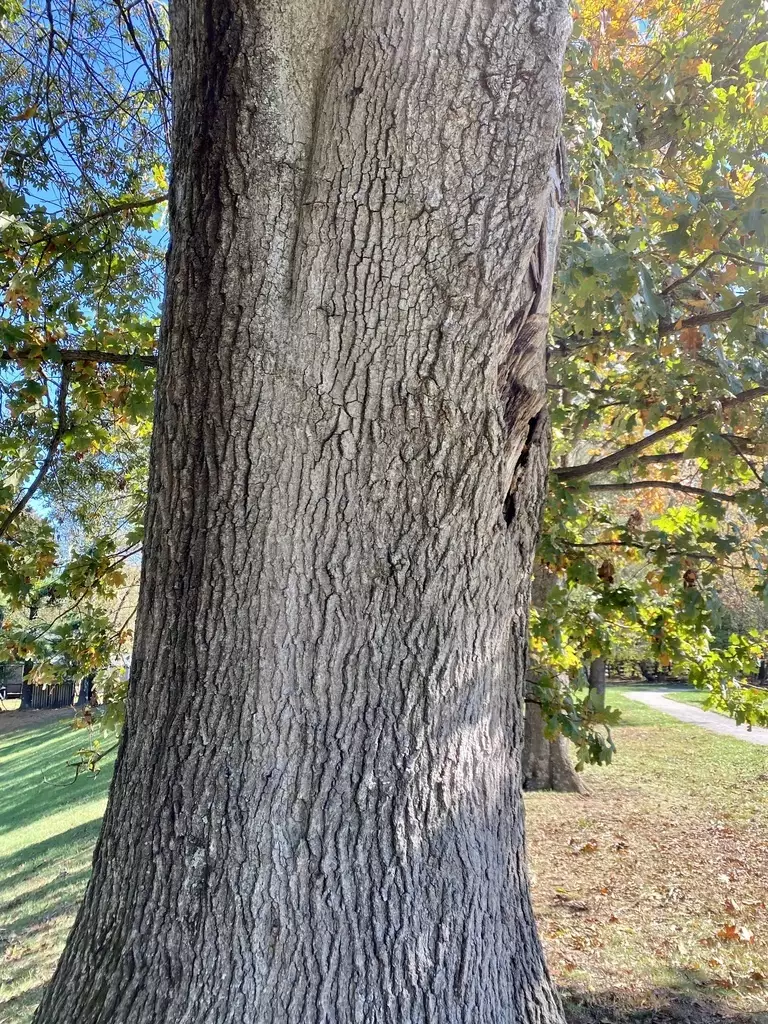 Quercus imbricaria - Deciduous,Hardwood,Shade Tree - Shingle Oak