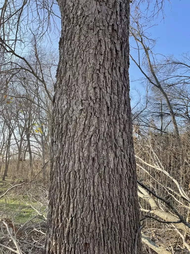 Carya illinoinensis var. wild collection - Edible Fruit/Nuts,Fruits ...