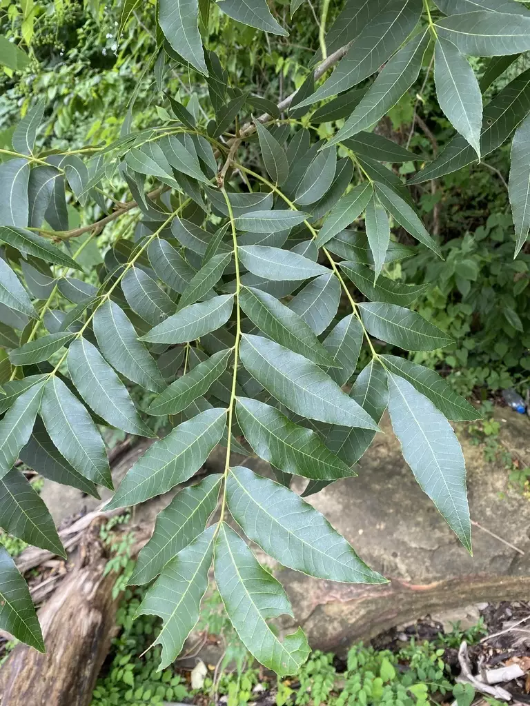 Carya illinoinensis var. wild collection - Edible Fruit/Nuts,Fruits ...